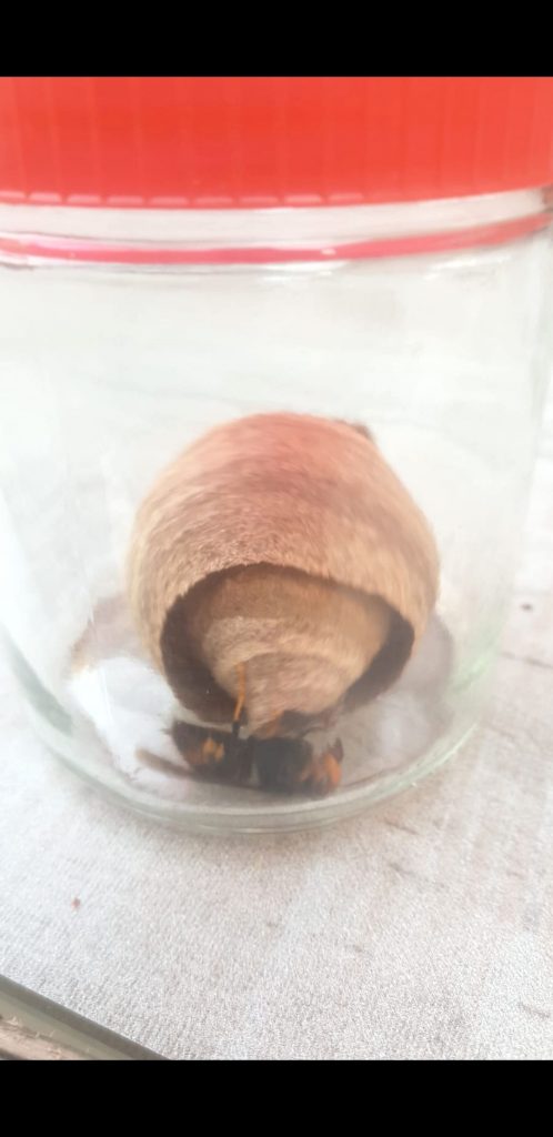 neobiota.lu – Invasive Alien Species in Luxembourg