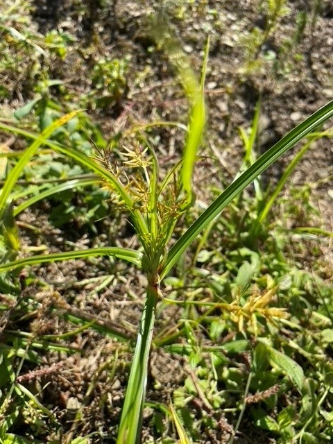 neobiota.lu – Invasive Alien Species in Luxembourg